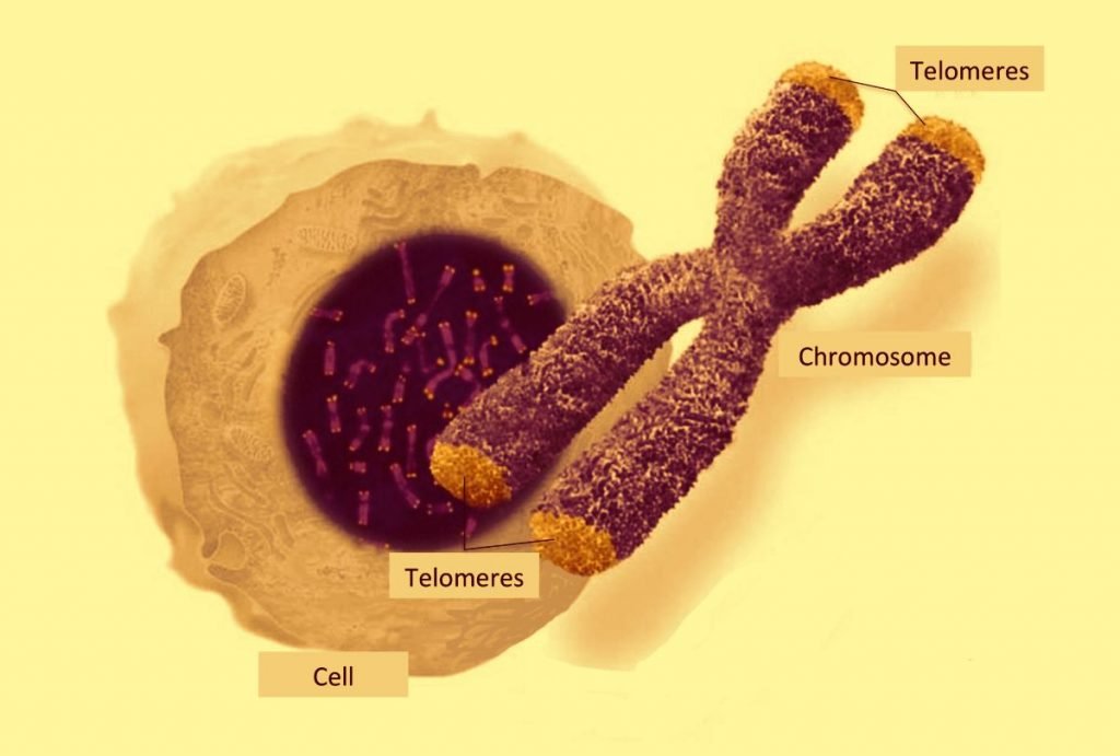 10 Best Supplements For Telomere Protection & Elongation
