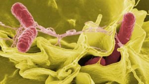 What Are The Types Of Intestinal Bacteria? A Quick Guide