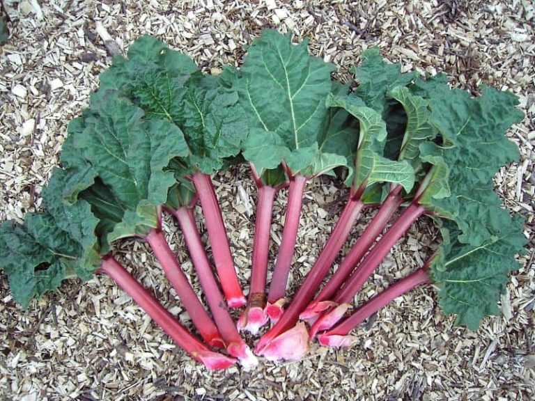 11 Vegetable Poisons: What Vegetables Are Poisonous?