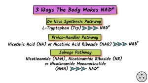 The Crucial Role Of NAD+ In Cellular Respiration