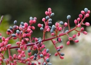 What Is Terebinth Tree? Uses, Benefits, Culture