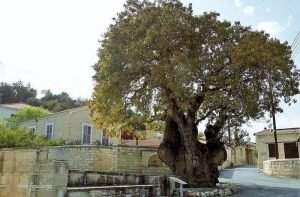 What Is Terebinth Tree? Uses, Benefits, Culture